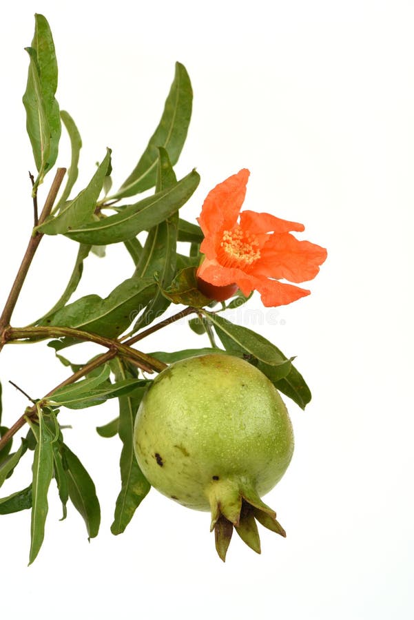Granatum L Del Punica De La Granada , Frutas Y Flor Imagen de archivo ...