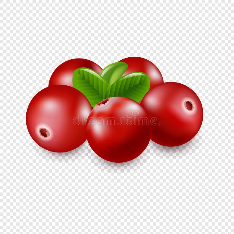 Granberry Isolated in Transparent Background Stock Vector ...