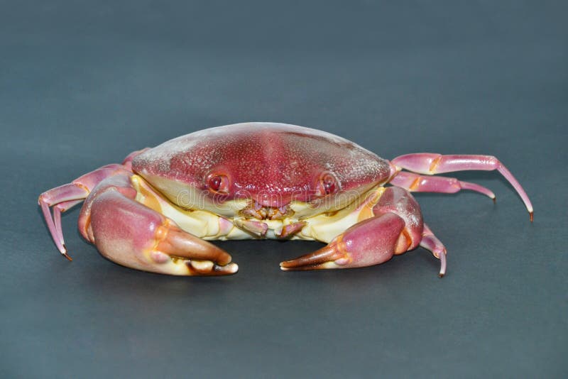 Granchio fotografia stock. Immagine di seafood, creatura - 34232414