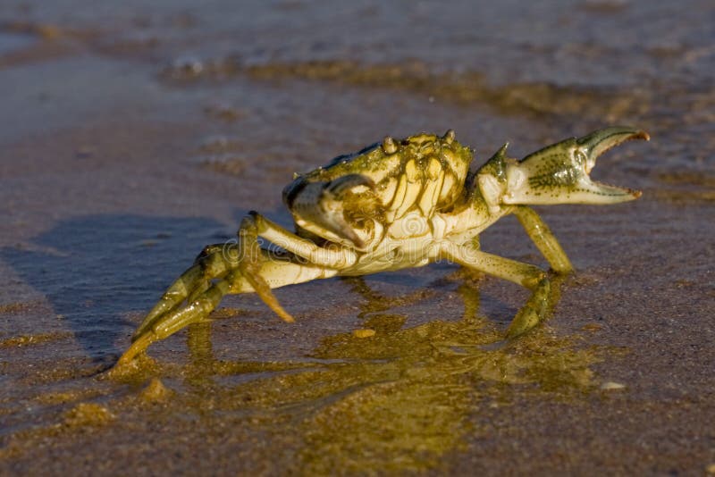 Granchio fotografia stock. Immagine di sabbia, piedino - 4632698