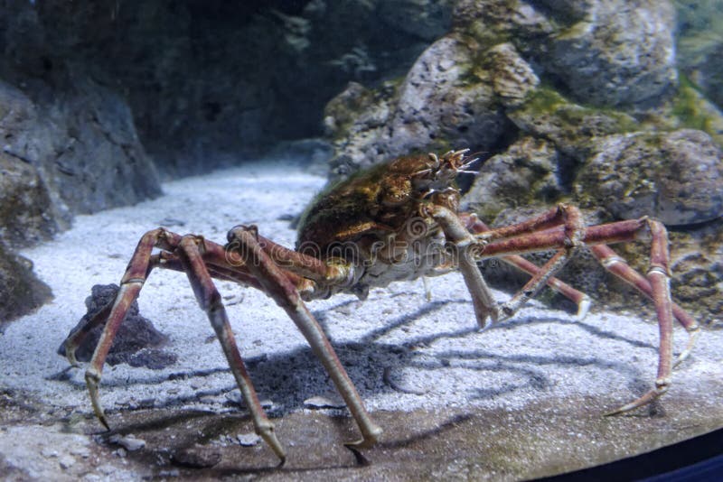 Granchio Reale immagine stock. Immagine di america, pietra - 42361081