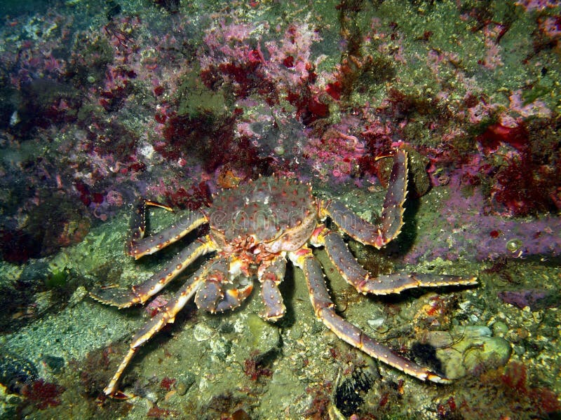 Granchio reale fotografia stock. Immagine di nord, granchio - 44304196