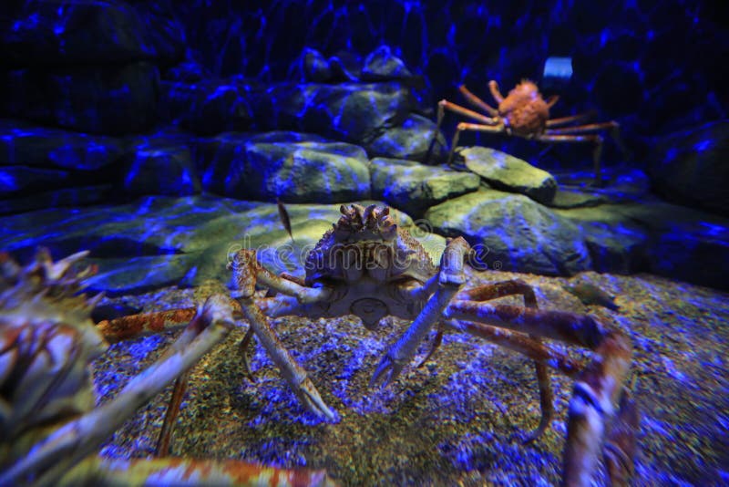 Grande Granchio Reale Rosso Fotografia Stock - Immagine di grande ...