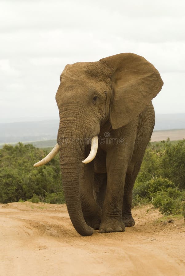 Éléphant En Rut Africain Dans Le Parc National D'amboseli Image stock ...