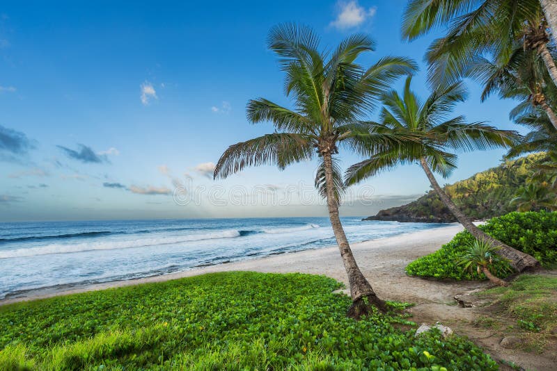 Grand Anse Beach with Palm Tree , Reunion Island Stock Photo - Image of ...