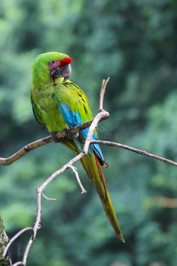 Ara Vert Grand, Ambigua D'arums Oiseau Rare Sauvage Dans L'habitat De ...