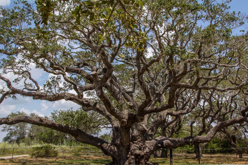 Arbre Géant Millénaire image stock. Image du branchement - 33271075