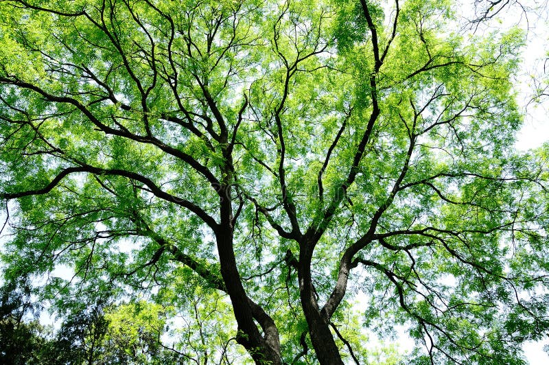 Grand arbre photo stock. Image du branchement, feuillage - 36759086