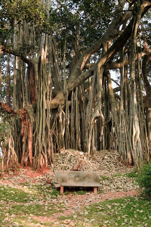 Grand arbre de banian image stock. Image du arrêter, banian - 11603921