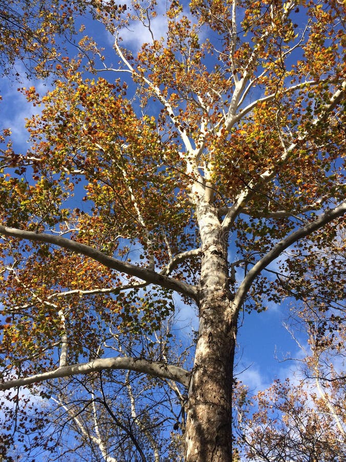 Grand arbre de sycomore image stock. Image du ville, roches - 48135365