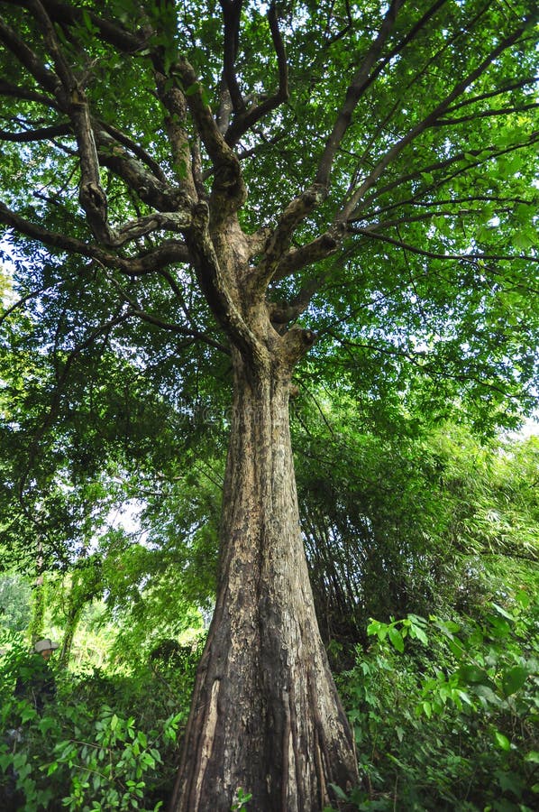 Grand Arbre Vert Dans La Forêt Tropicale Photo stock - Image du ...