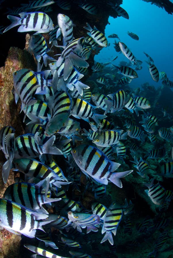 Groupe De Poissons De Corail Dans L'eau Bleue. La Mer Rouge. Image ...