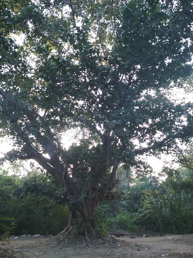 Grand Banian, Howrah, Le Bengale-Occidental, Inde Photo stock - Image ...