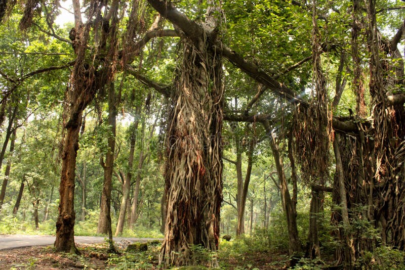 Grand banian photo stock. Image du nationale, stationnement - 255328038