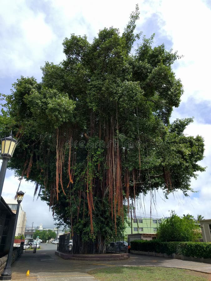 Grand banian en Hawaï image stock. Image du grand, fonds - 46895911