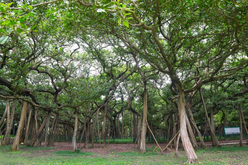 Grand Banian, Howrah, Le Bengale-Occidental, Inde Photo stock - Image ...