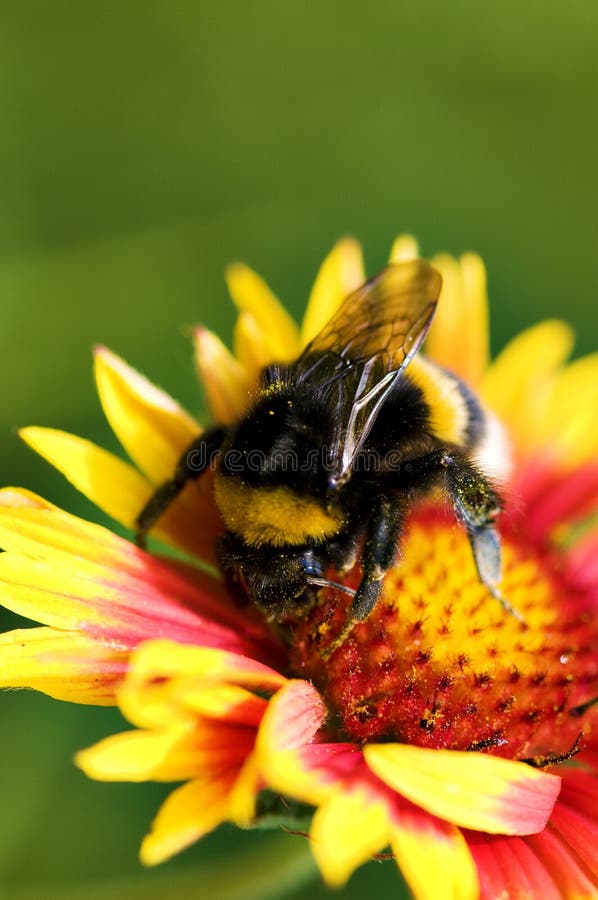 Grand Bourdon Sur La Fleur Jaune Rouge Image stock - Image du pollen ...