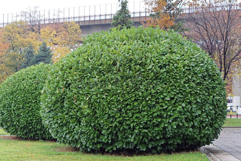 Grand buisson image stock. Image du jour, vert, centrale - 102013265