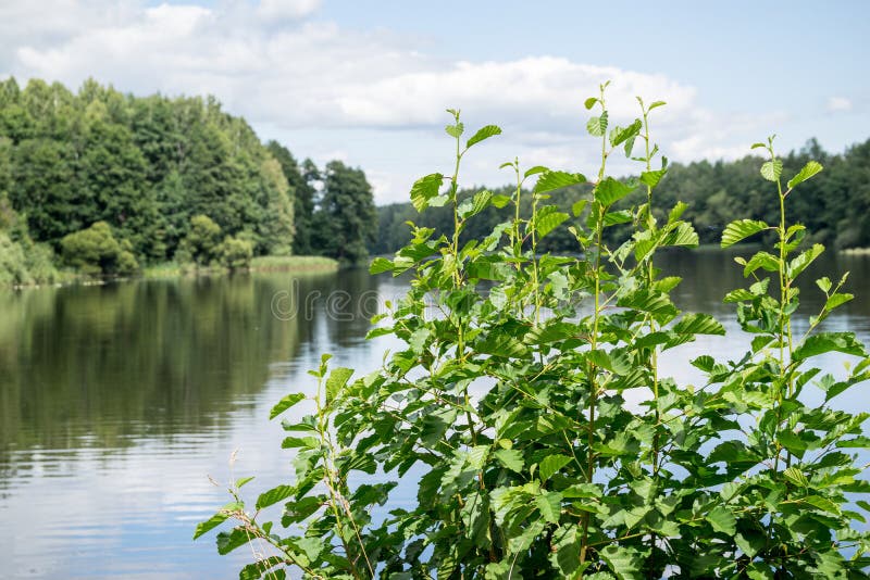Beau buisson vert image stock. Image du durée, centrale - 24763765
