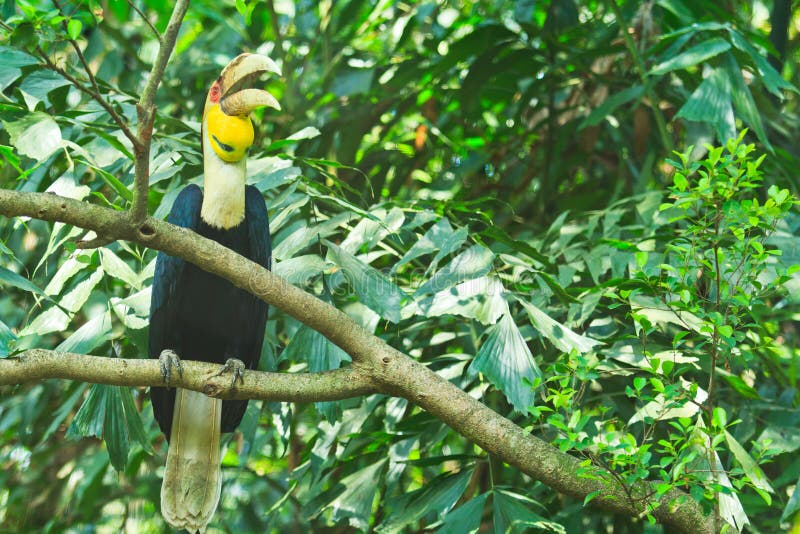 Grand calao photo stock. Image du fond, oiseau, largest - 34082292