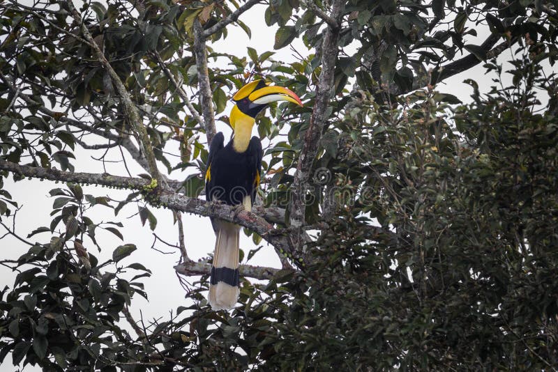 Grand Calao (bicornis De Buceros) Photo stock - Image du mandibule ...