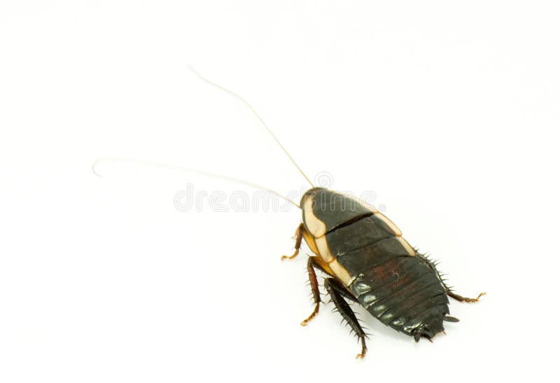 Grand cancrelat vivant photo stock. Image of anomalie - 6093692