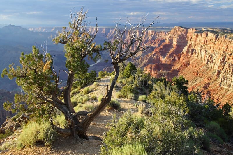 Grand Canyon stock photo. Image of desert, american, preservation ...