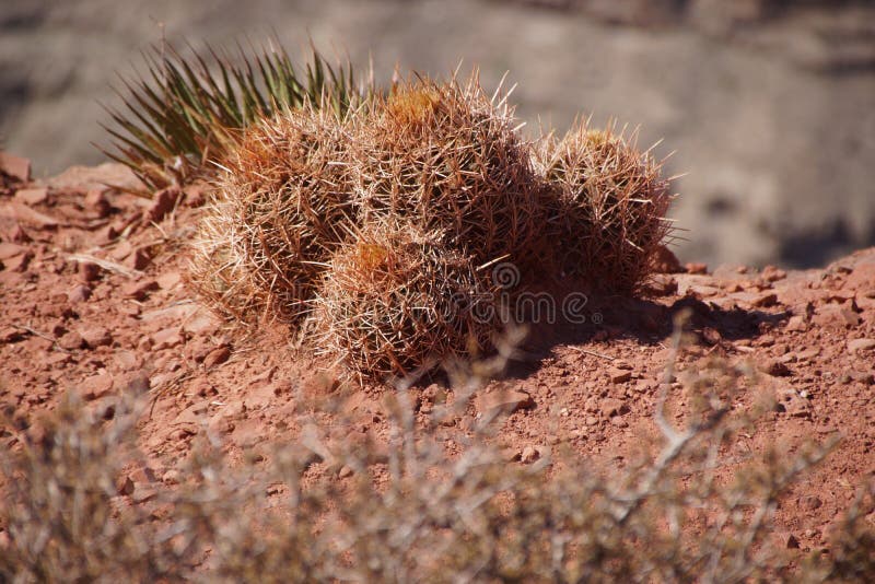 Grand Canyon Cacti stock photo. Image of grand, cacti - 48804286