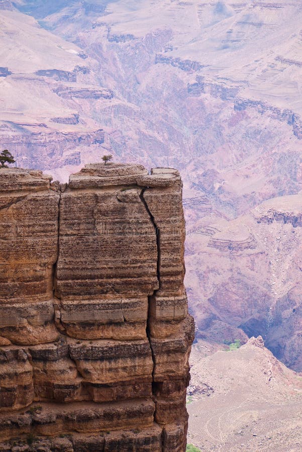 Grand Canyon Cliff with Two Trees in Foreground Stock Photo - Image of ...