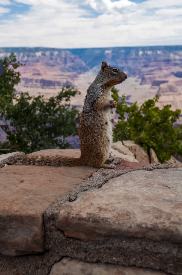 Grand Canyon Squirrel Posing Stock Image - Image of arizona, ground ...