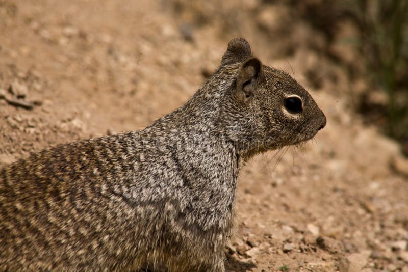 Grand Canyon Wildlife Stock Photos - Image: 10372383