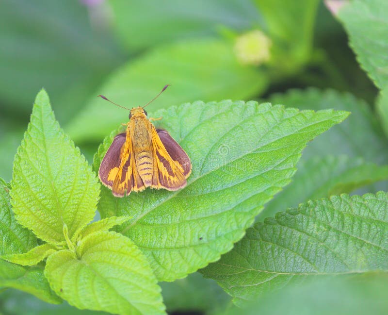 Grand capitaine, insectes photo stock. Image du wooden - 124116752