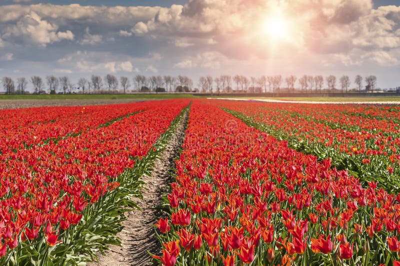 Champ De Rose De Rouge Photos Stock - Téléchargez 9,800 Photos libres ...