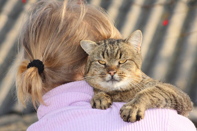 Grand chat photo stock. Image du animal, favoris, yeux - 13619664