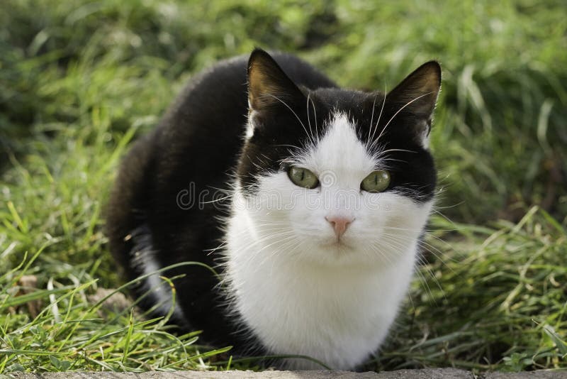 Grand chat. photo stock. Image du félin, nature, doux - 23660030