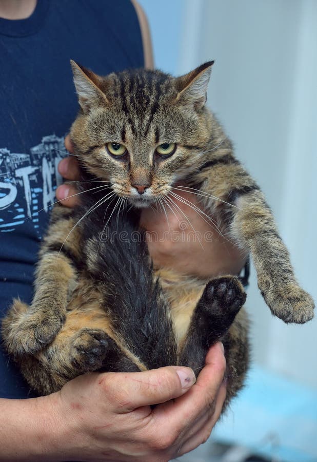 Grand Chat Tabby Brun Dans Les Mains Photo stock - Image du chats ...