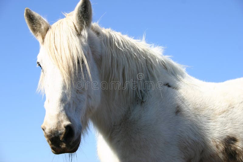 Grand Cheval Image. Image: 3280259