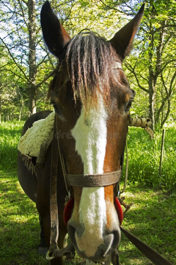 Les oreilles du cheval photo stock. Image du danger, audition - 11750810