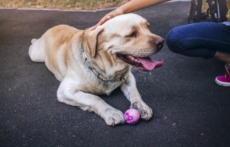Portrait De Chien De Labrador Portrait De Pure Race De Chien De ...