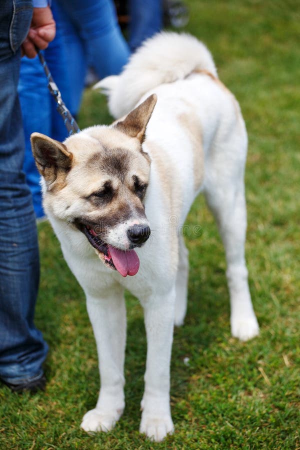 Grand chien d'Alabai image stock. Image du grand, furry - 39513251