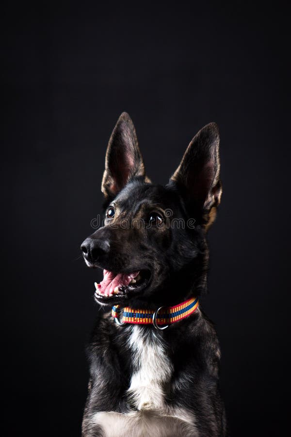 Grand chien noir photo stock. Image du mélangé, brouillé - 119640540