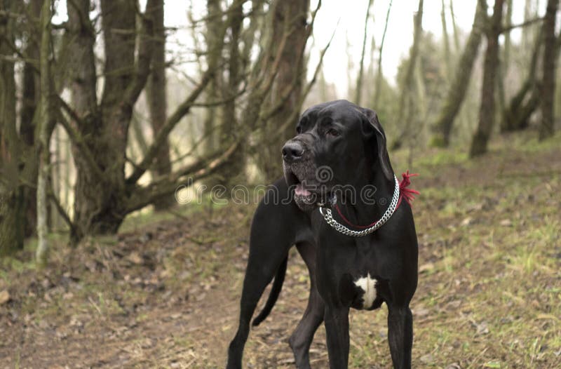 Grand chien noir image stock. Image du animal, mignon - 63954081