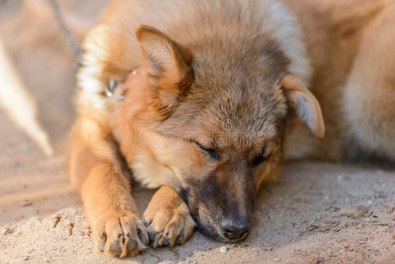 Grand chien rouge photo stock. Image du mammifères, animal - 31224978
