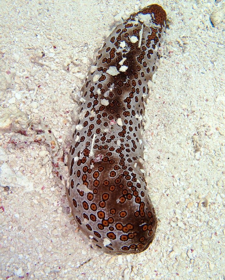 Grand Concombre De Mer Repéré Image stock - Image du peau, extracteur ...