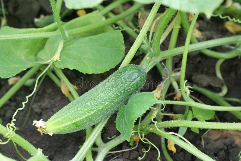 Grand concombre vert image stock. Image of rafraîchissements - 15210367