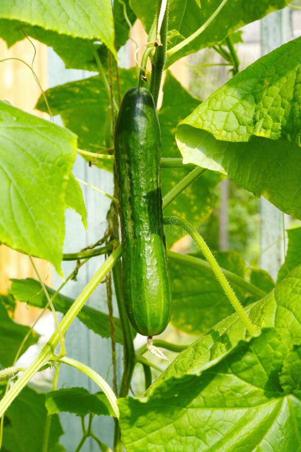 Grand concombre vert image stock. Image du vert, concombre - 15210367