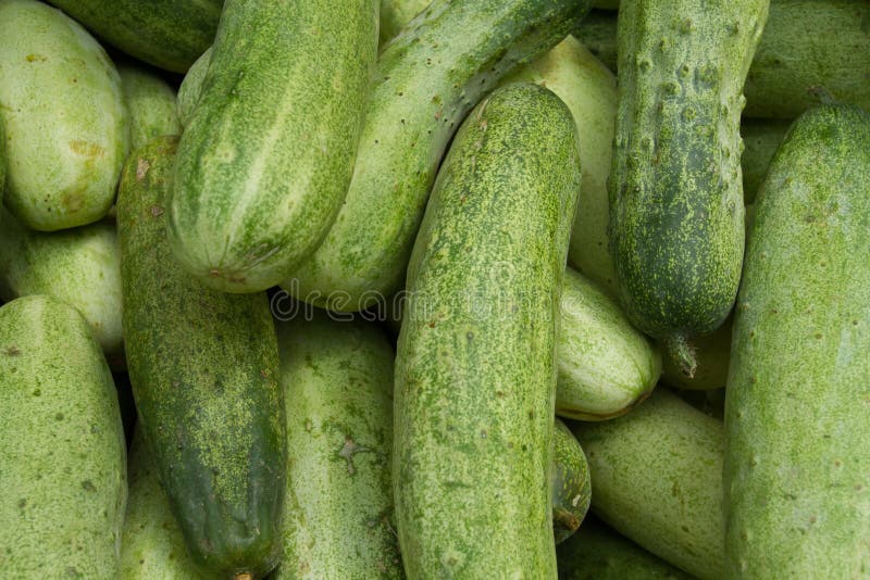 Long, chaud piment vert image stock. Image du épices - 63813021