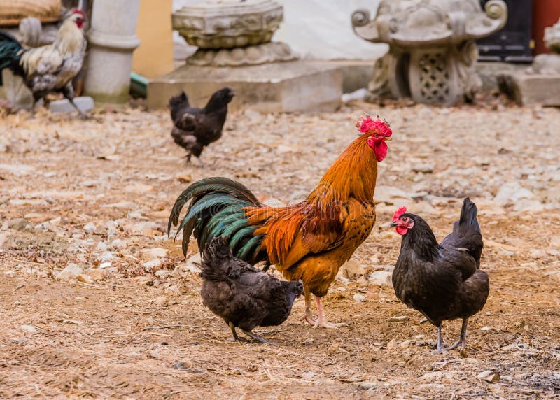 Coq fier se tenant grand photo stock. Image du cour, plumage - 33194140