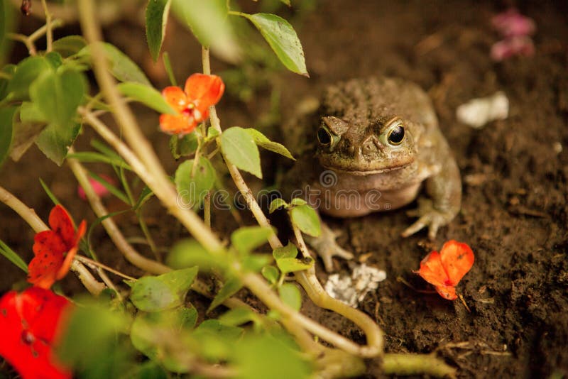 Crapaud De Canne Au Costa Rica Image stock - Image du indigène, crapaud ...