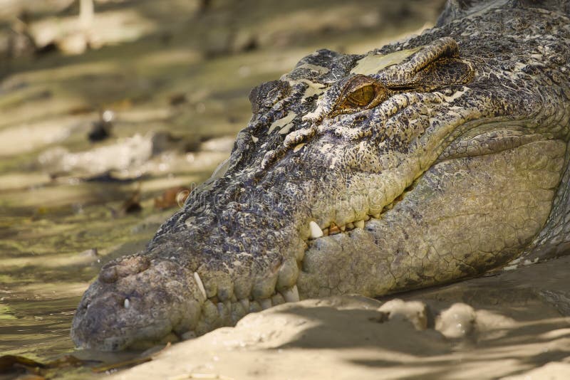 Crocodile Marin Nageant, Queensland, Australie Image stock - Image of ...